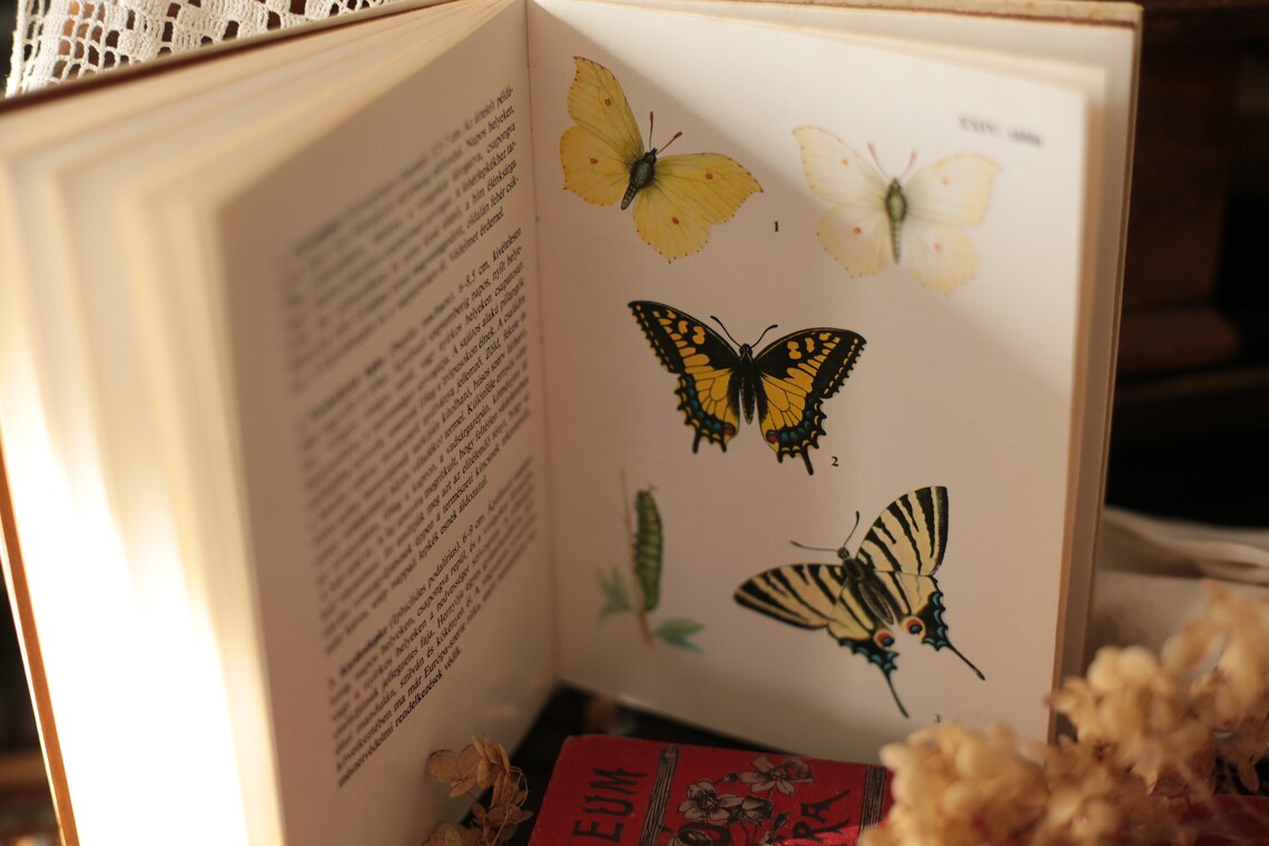Field Guide to Butterflies and Moths, European Vintage Nature Book ...