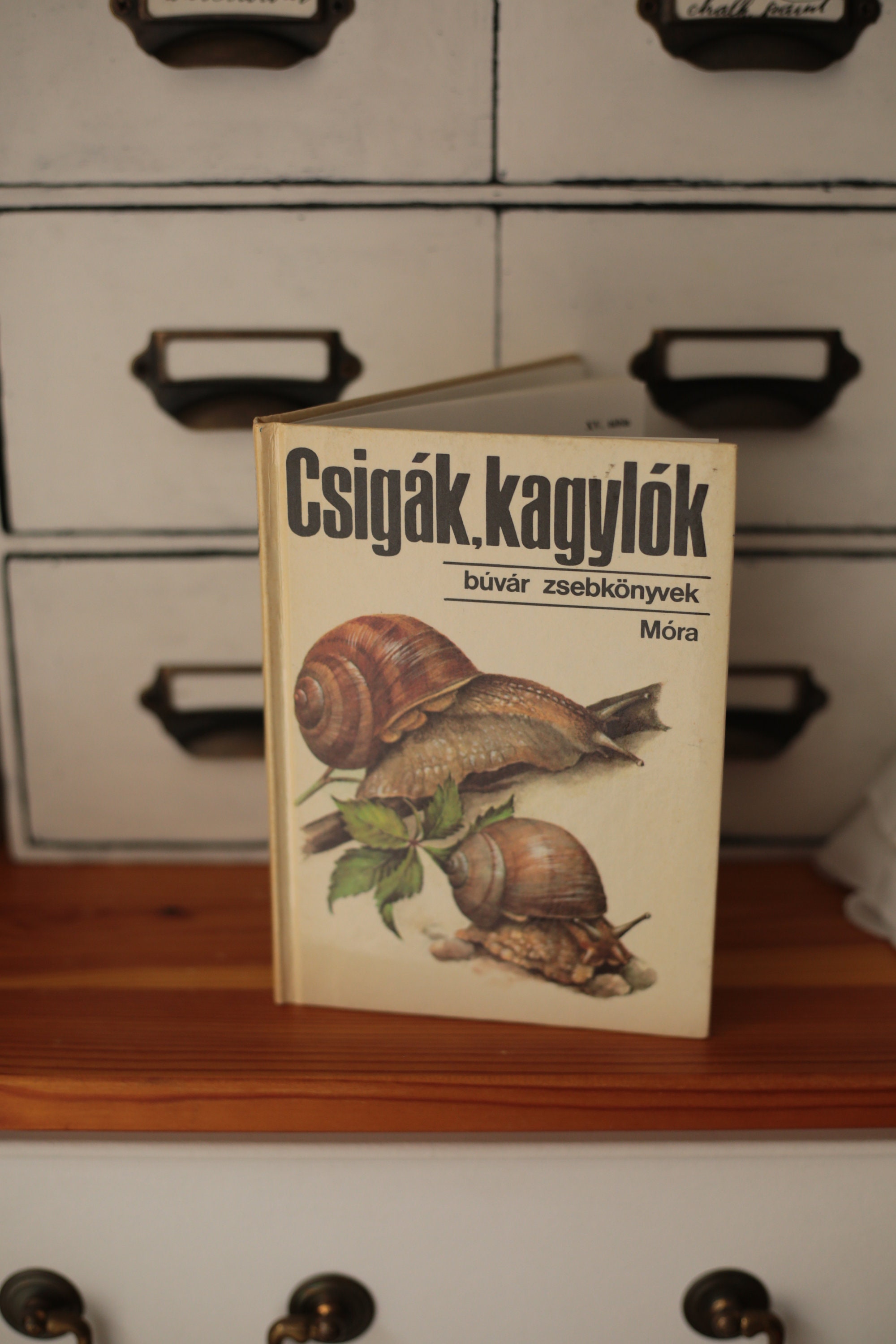 Field Guide to Snails and Shells, European Vintage Nature Book ...