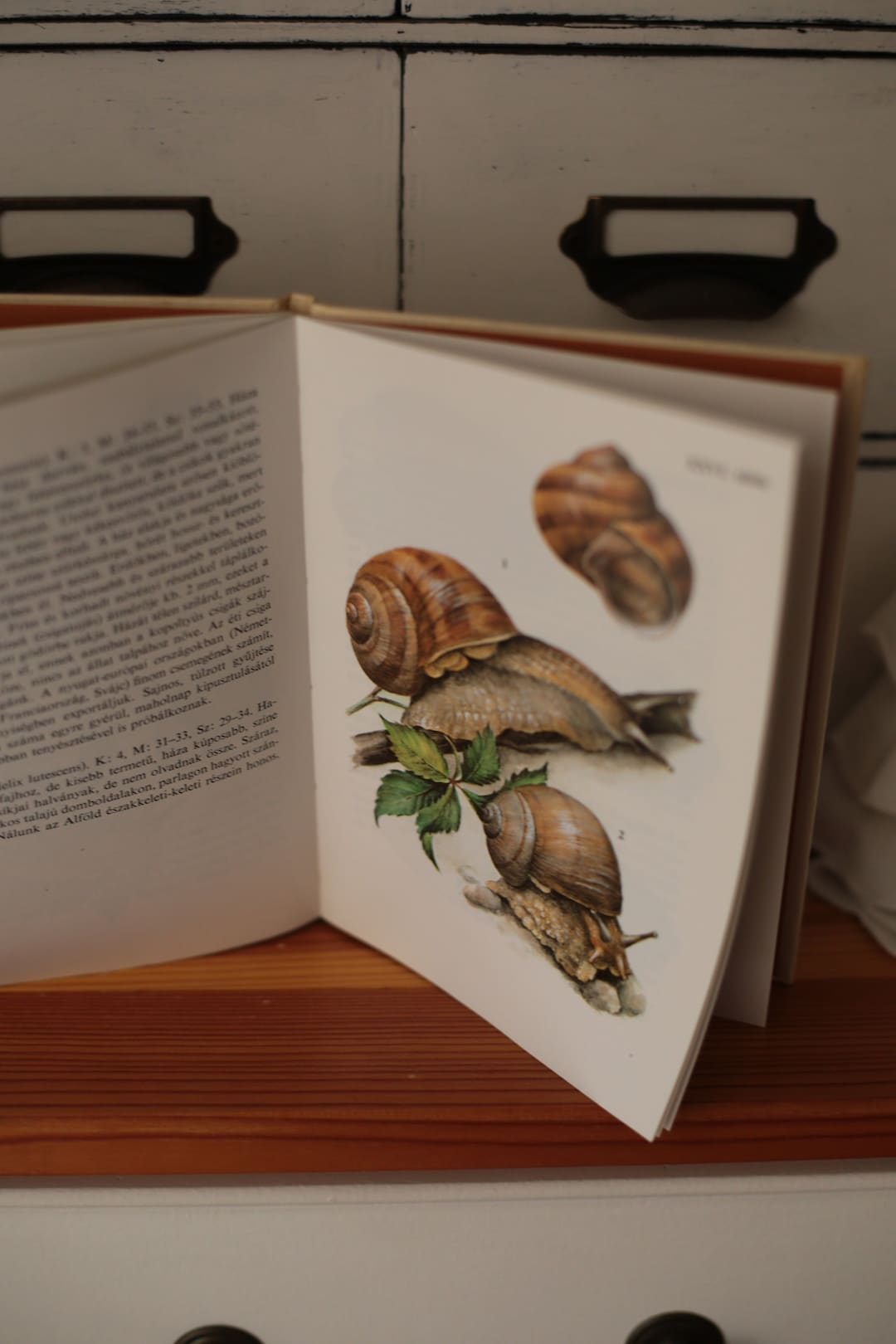 Field Guide to Snails and Shells, European Vintage Nature Book ...