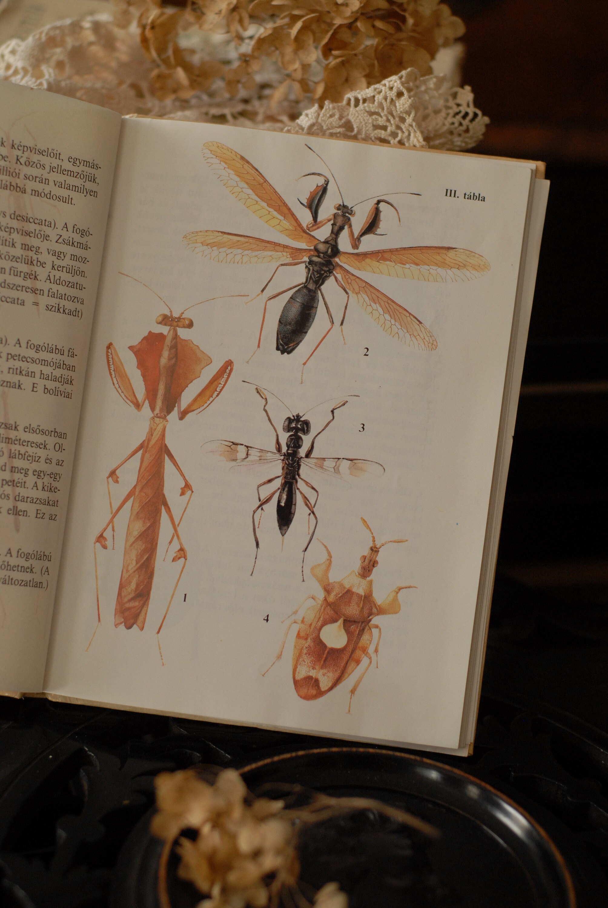 Guide to Exotic Insects, European Vintage Nature Book, Watercolor ...
