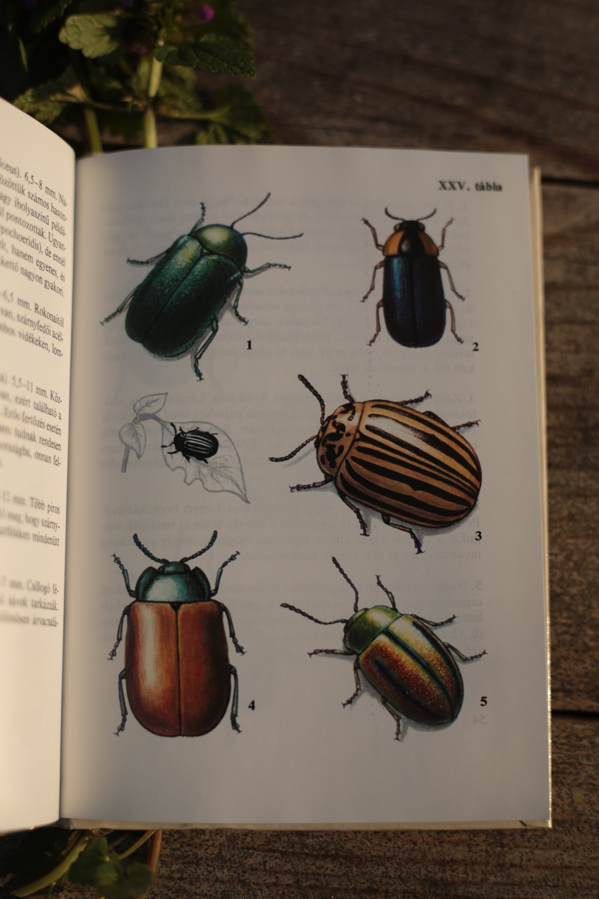 Guide to Beetles, European Vintage Nature Book, Watercolor Insects ...