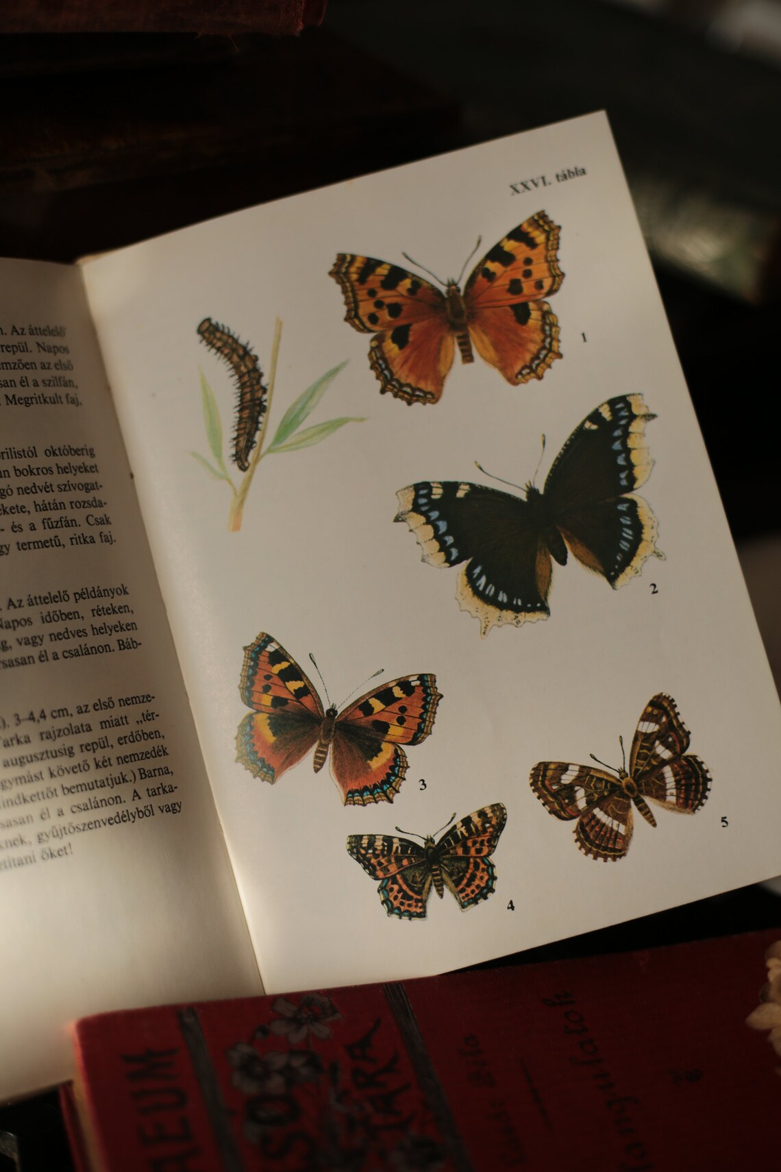 Field Guide to Butterflies and Moths, European Vintage Nature Book ...