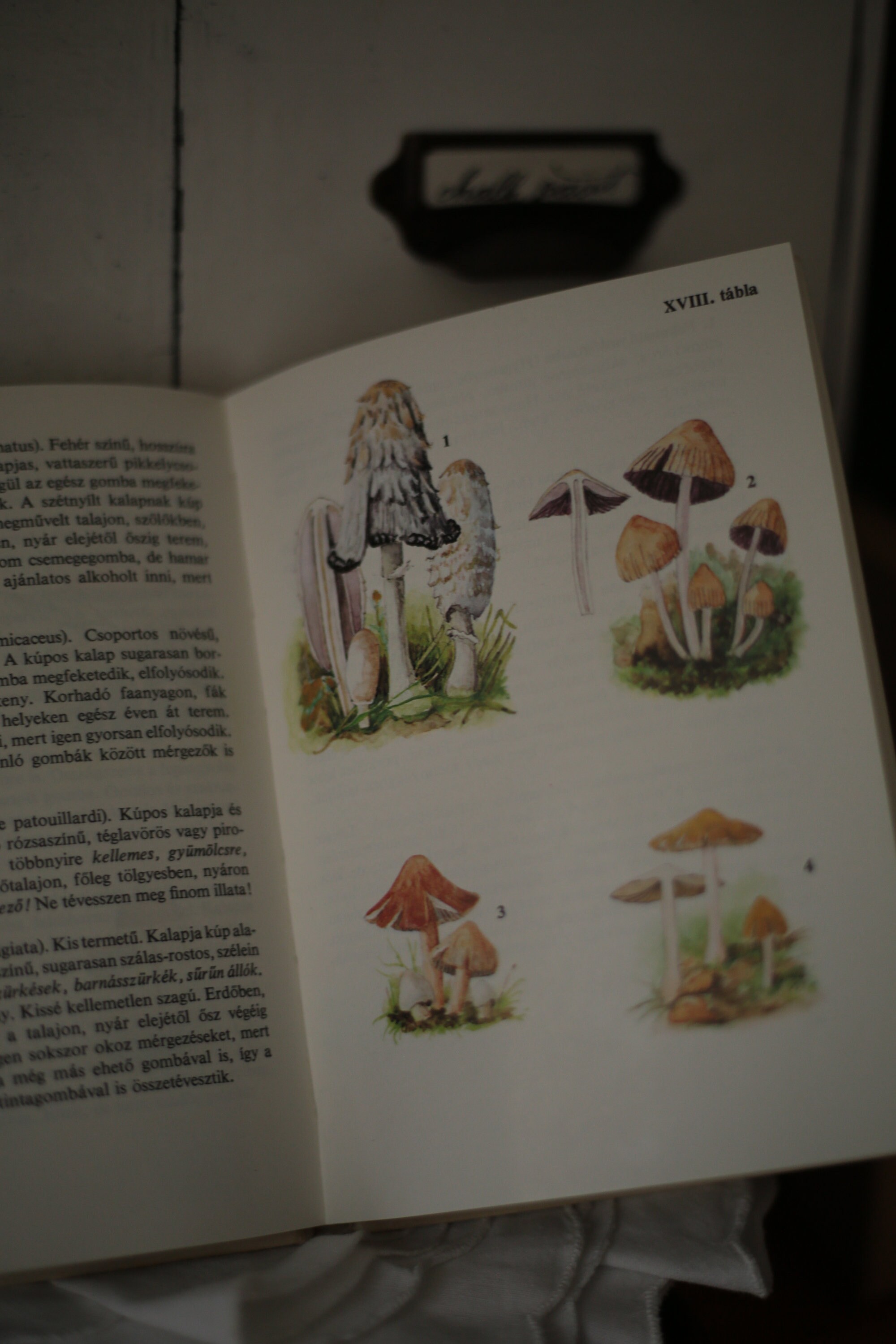 Field Guide to Mushrooms, European Vintage Nature Book, Watercolor ...