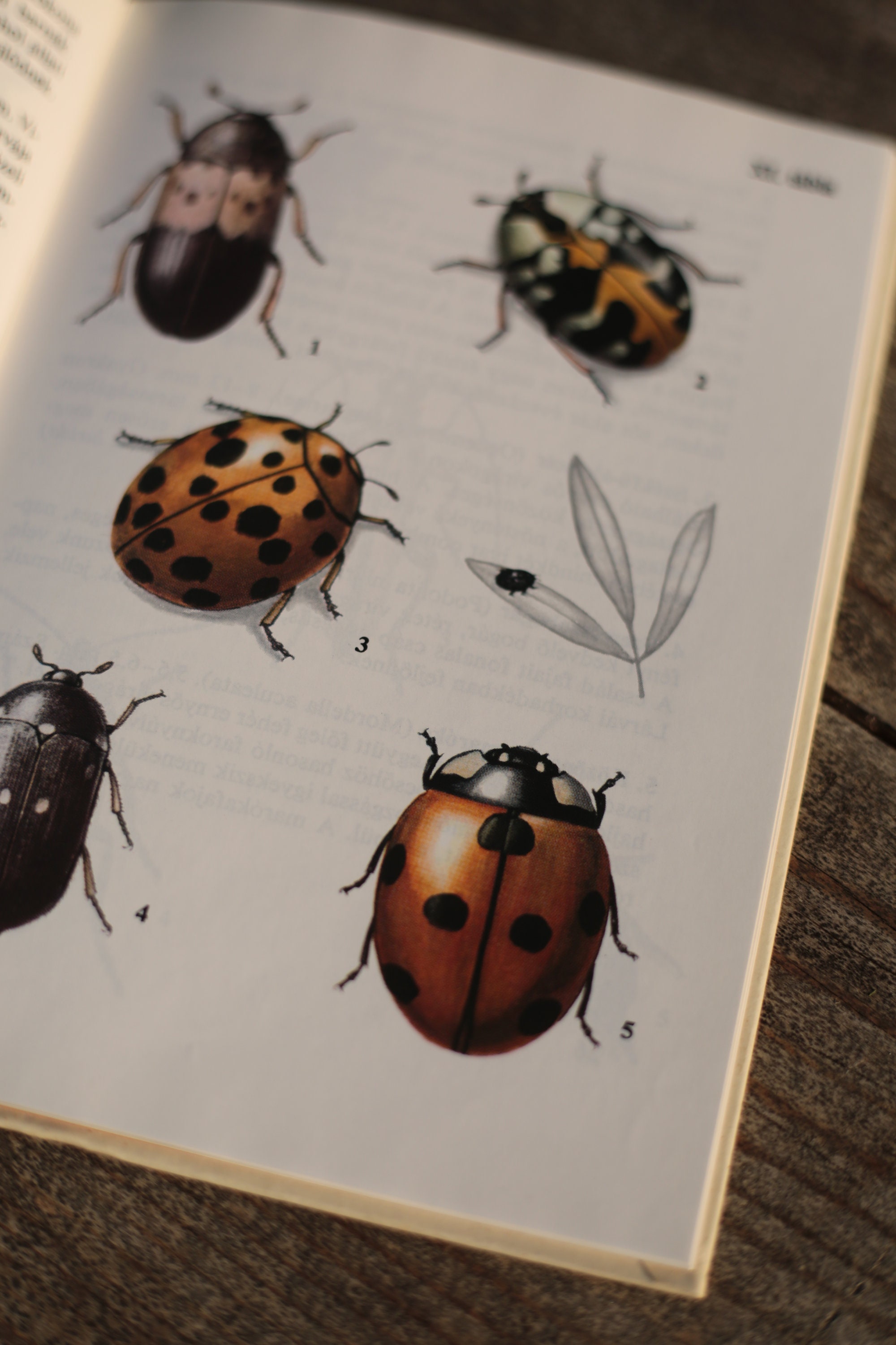 Guide to Beetles, European Vintage Nature Book, Watercolor Insects ...