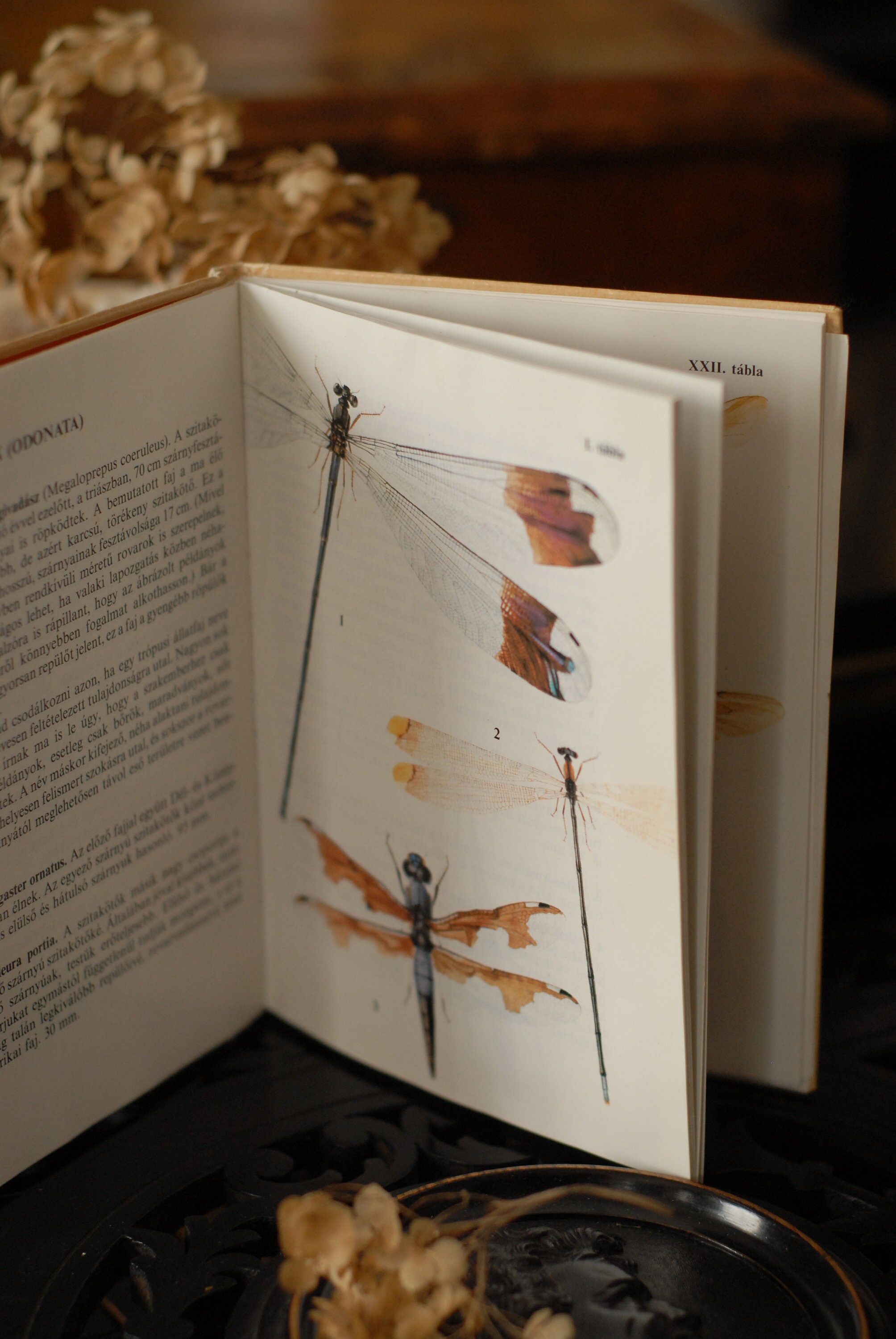 Guide to Exotic Insects, European Vintage Nature Book, Watercolor ...