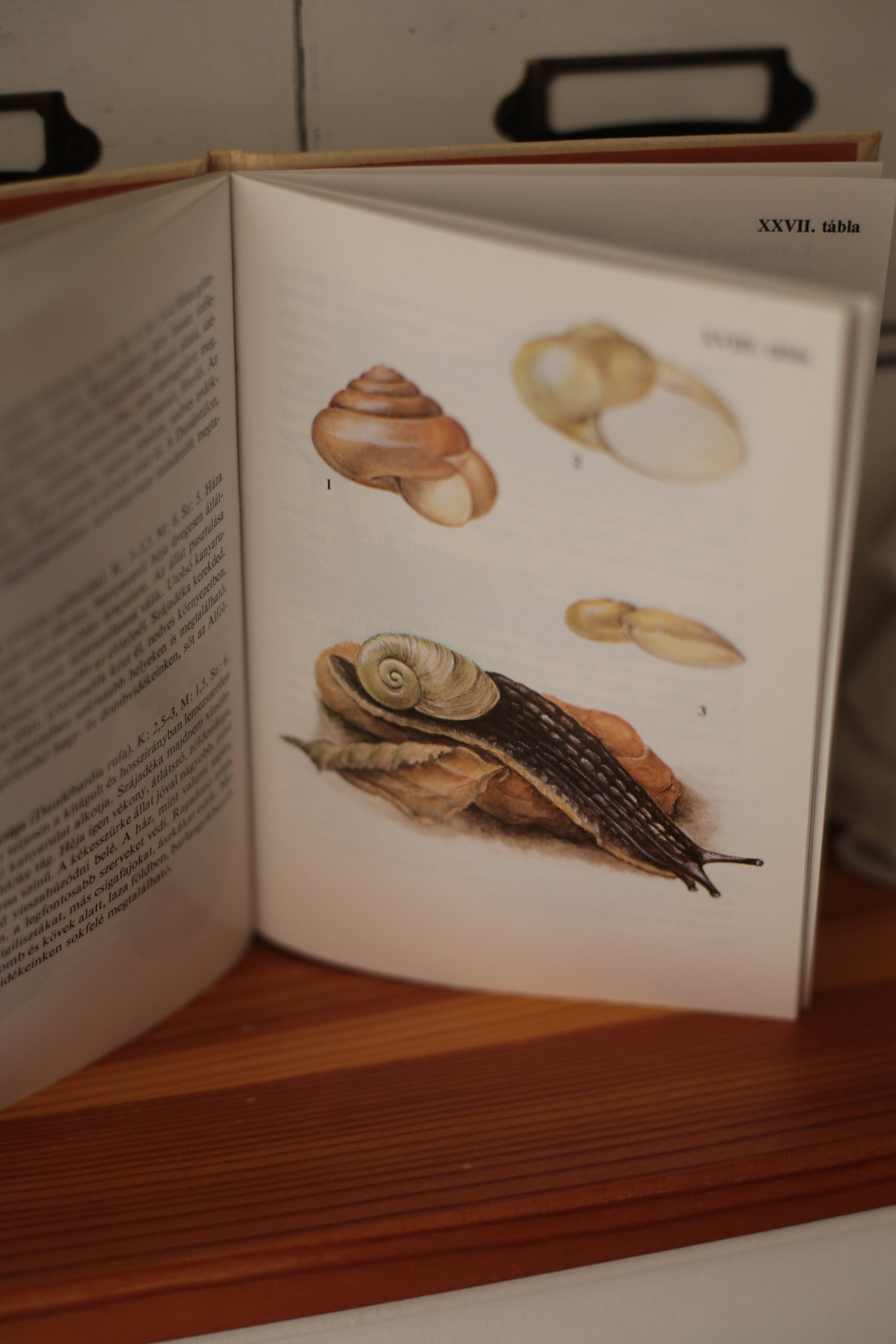 Field Guide to Snails and Shells, European Vintage Nature Book ...