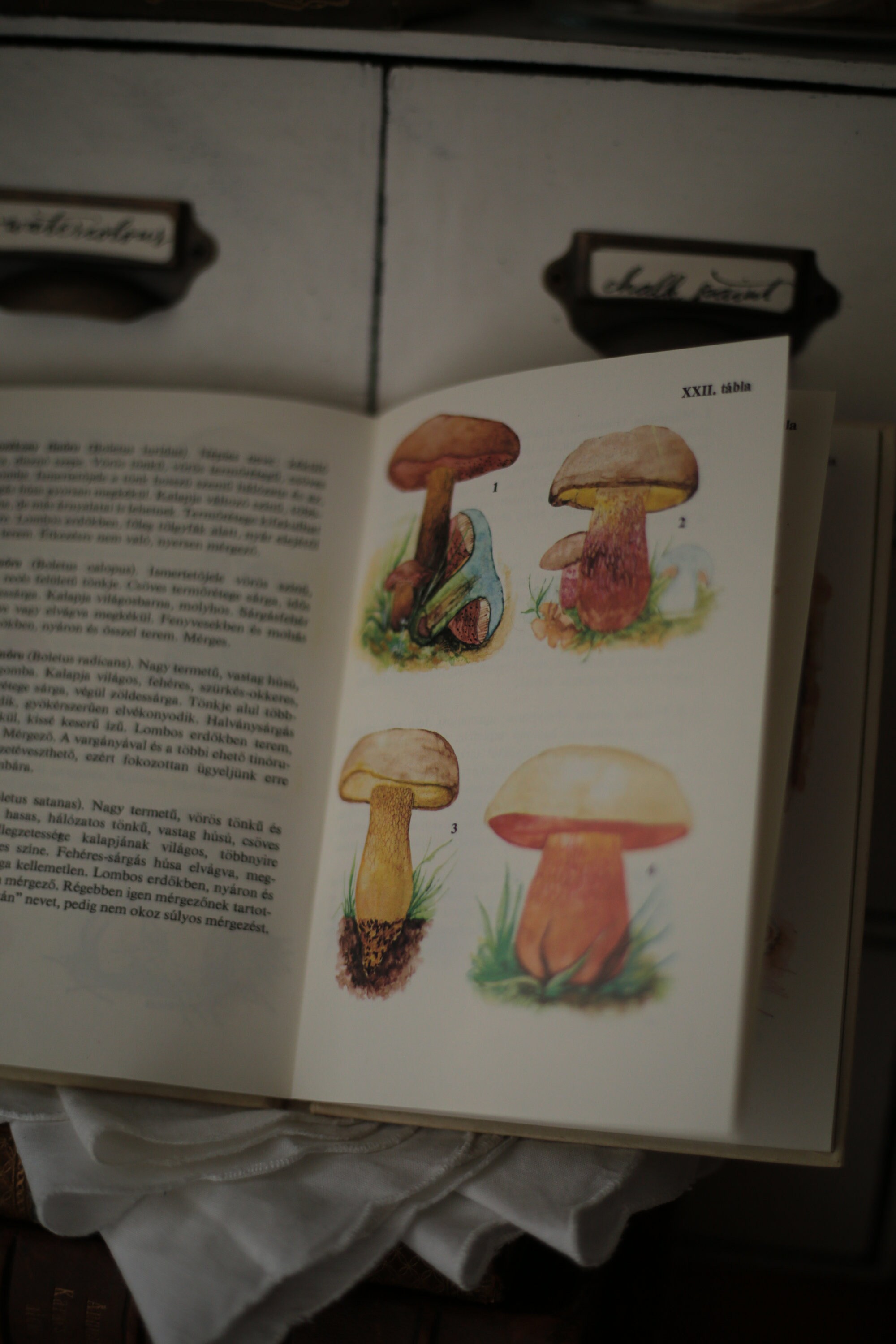 Field Guide to Mushrooms, European Vintage Nature Book, Watercolor ...