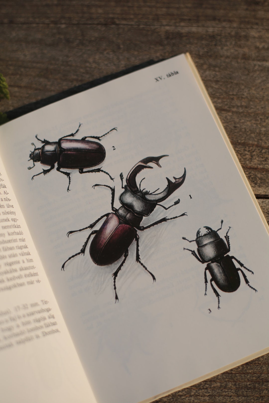 Guide to Beetles, European Vintage Nature Book, Watercolor Insects ...