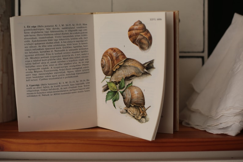 Field Guide to Snails and Shells, European Vintage Nature Book ...