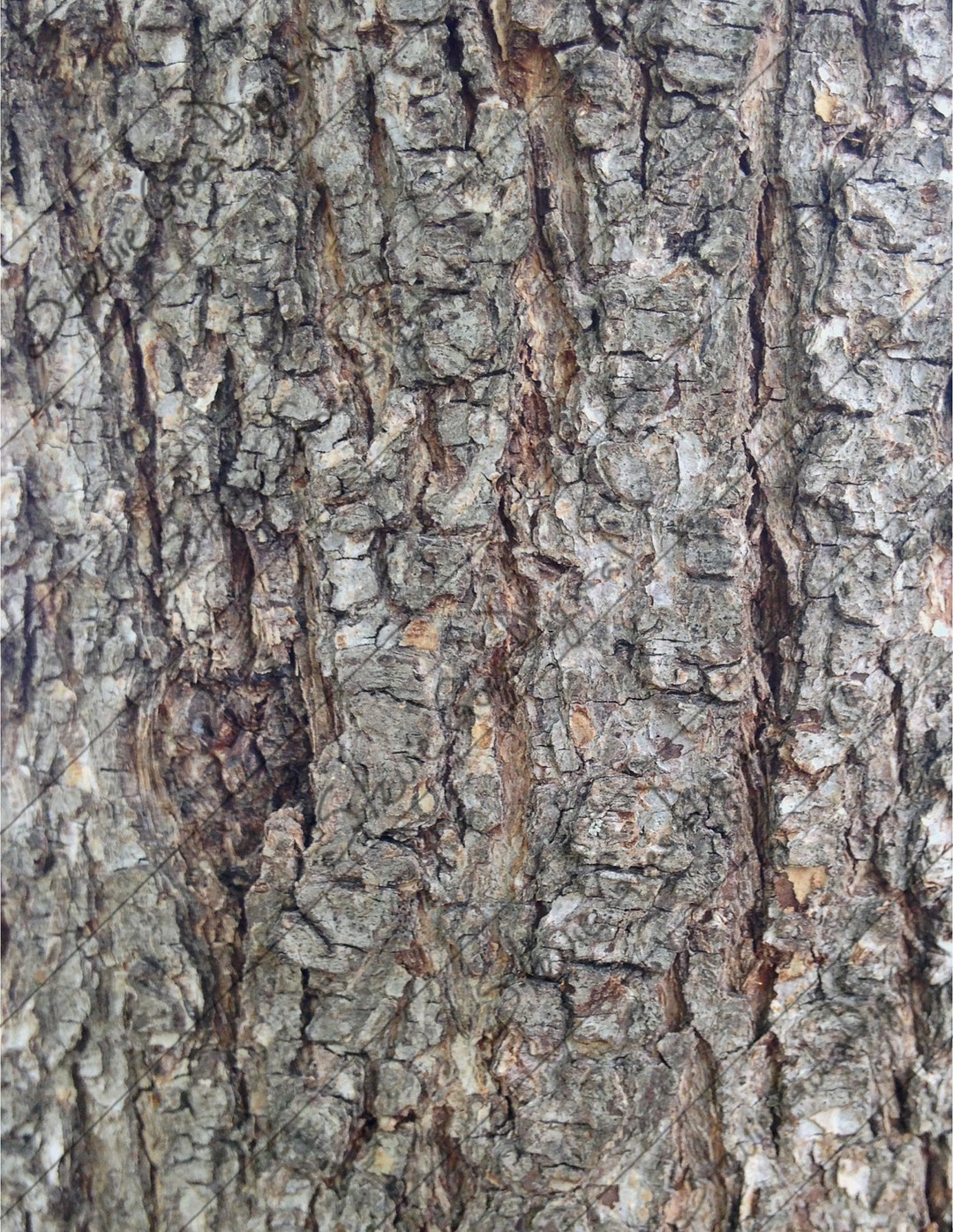 Tree Trunk Bark Printable Digital 8.5 X 11 Letter Sized Junk - Etsy