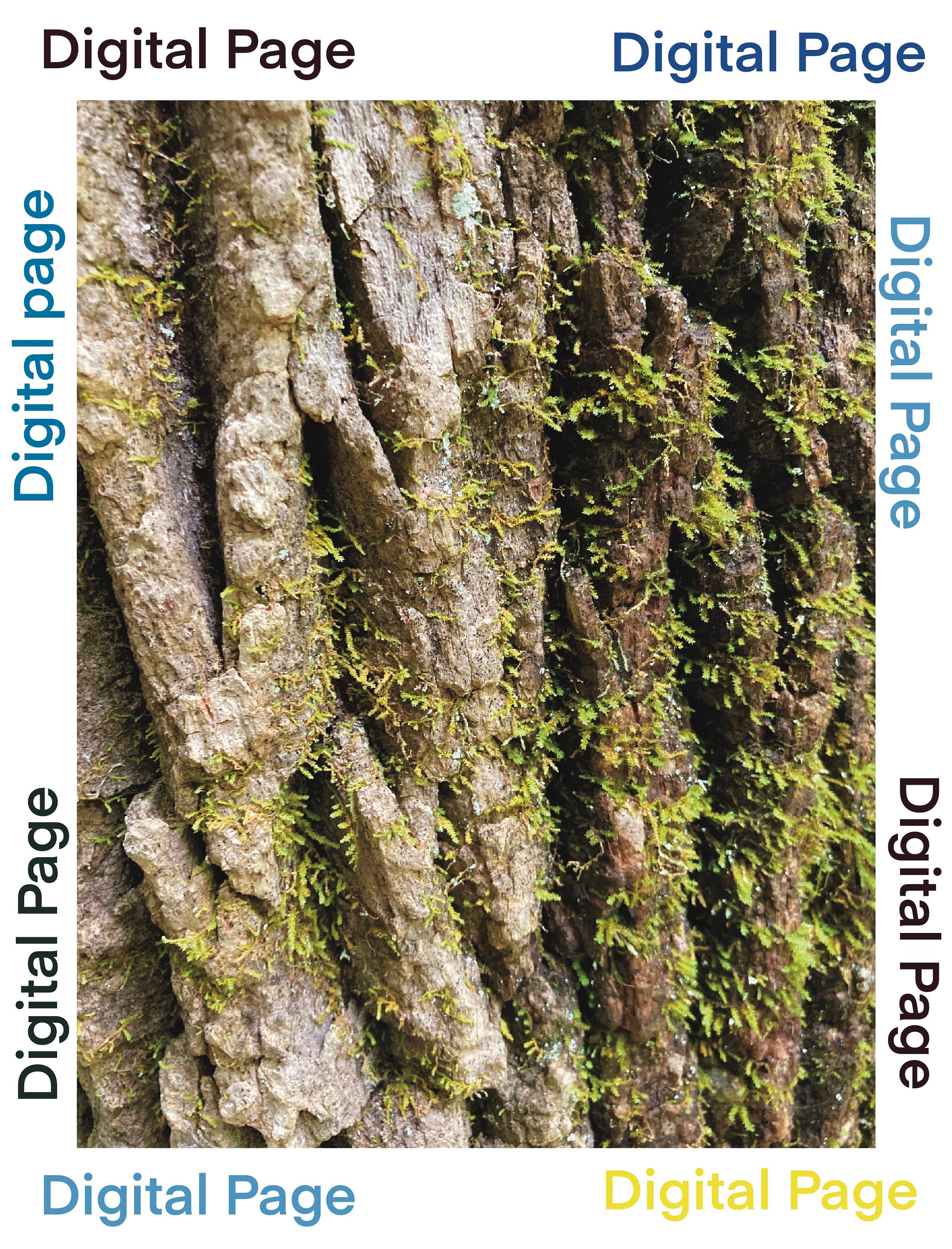 Tree Bark Digital Printable Pages 5 Different Kinds for Junk Journaling ...