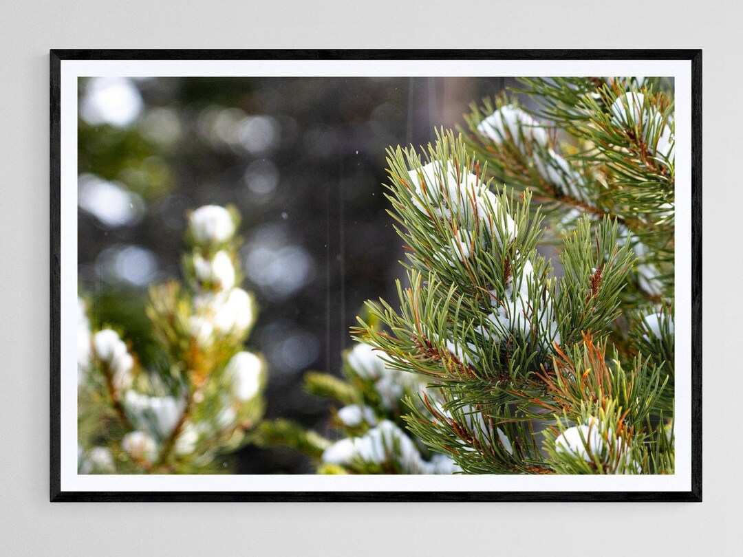 Tree in Snow/winter/indian Peaks/nature/wall Art/wilderness - Etsy
