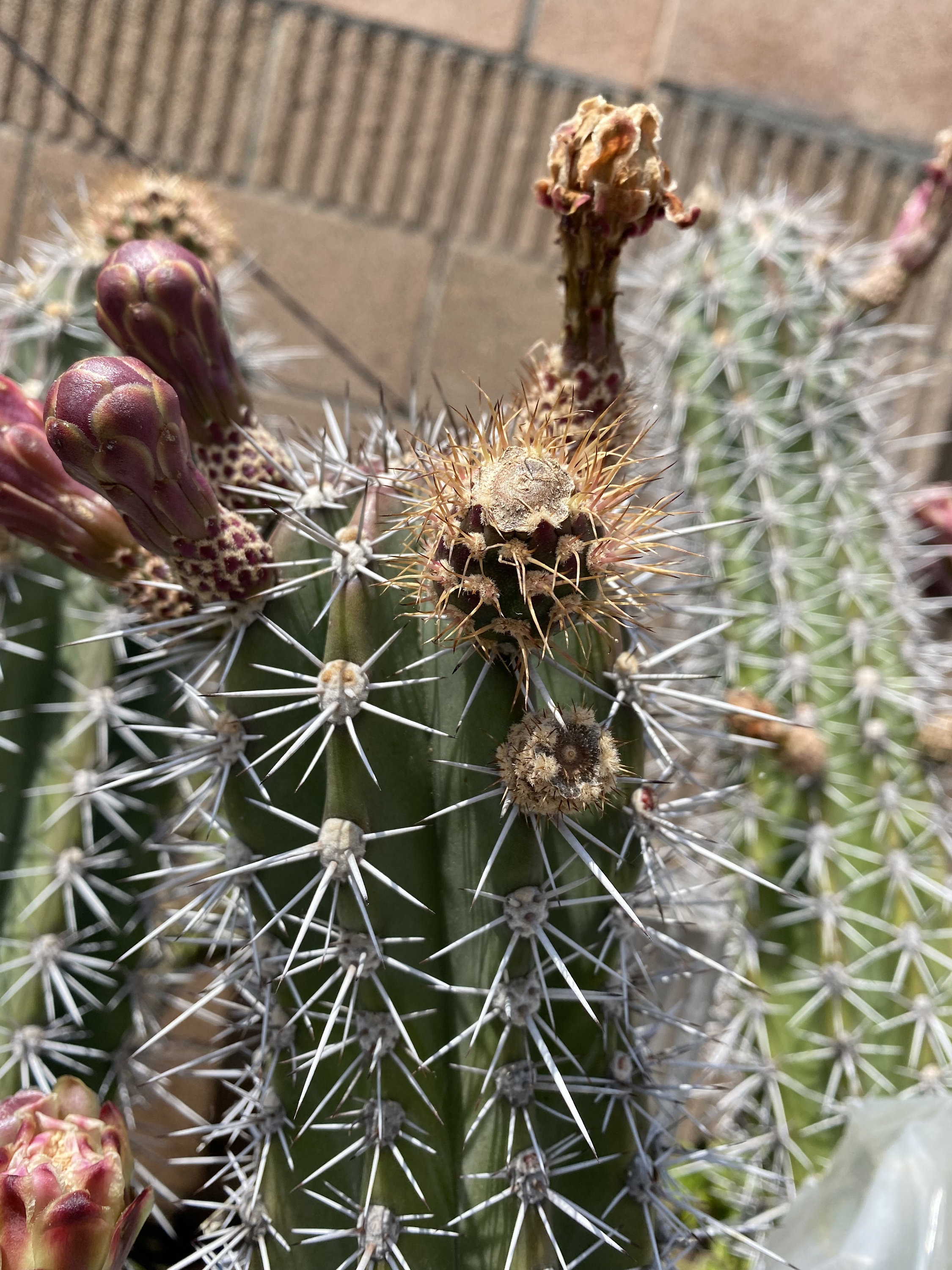 Stenocereus Griseus Pitayo Pitaya Unrooted Cutting 24 Inch Midcut ...