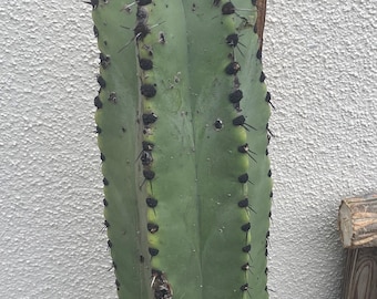 Stenocereus Huastecorum Pitayo Pitaya Topcut 6-12 Inches Midcut Cactus ...