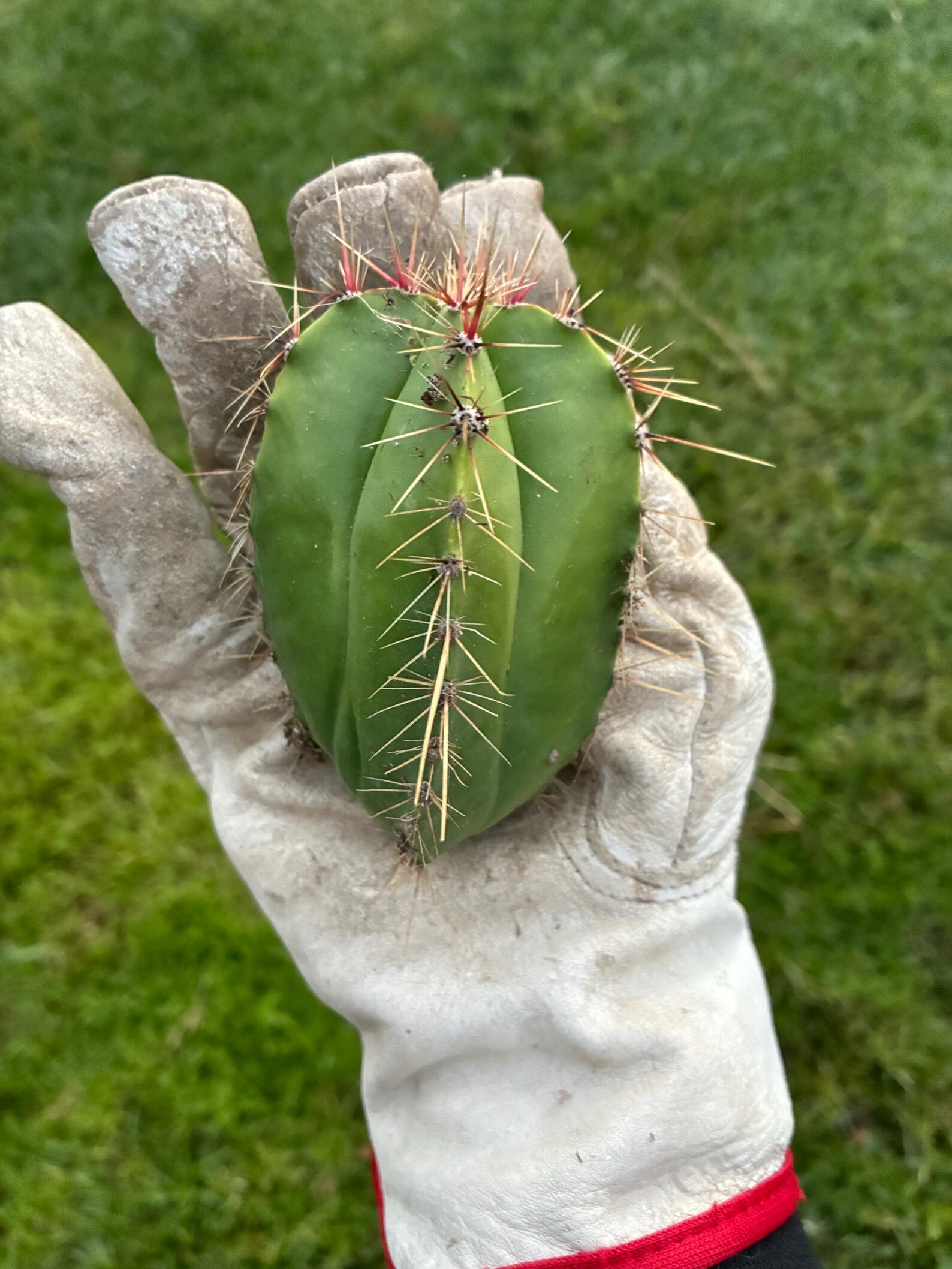 Stenocereus Dumortieri Pup Cactus Cacti Succulent Real Live Plant ...