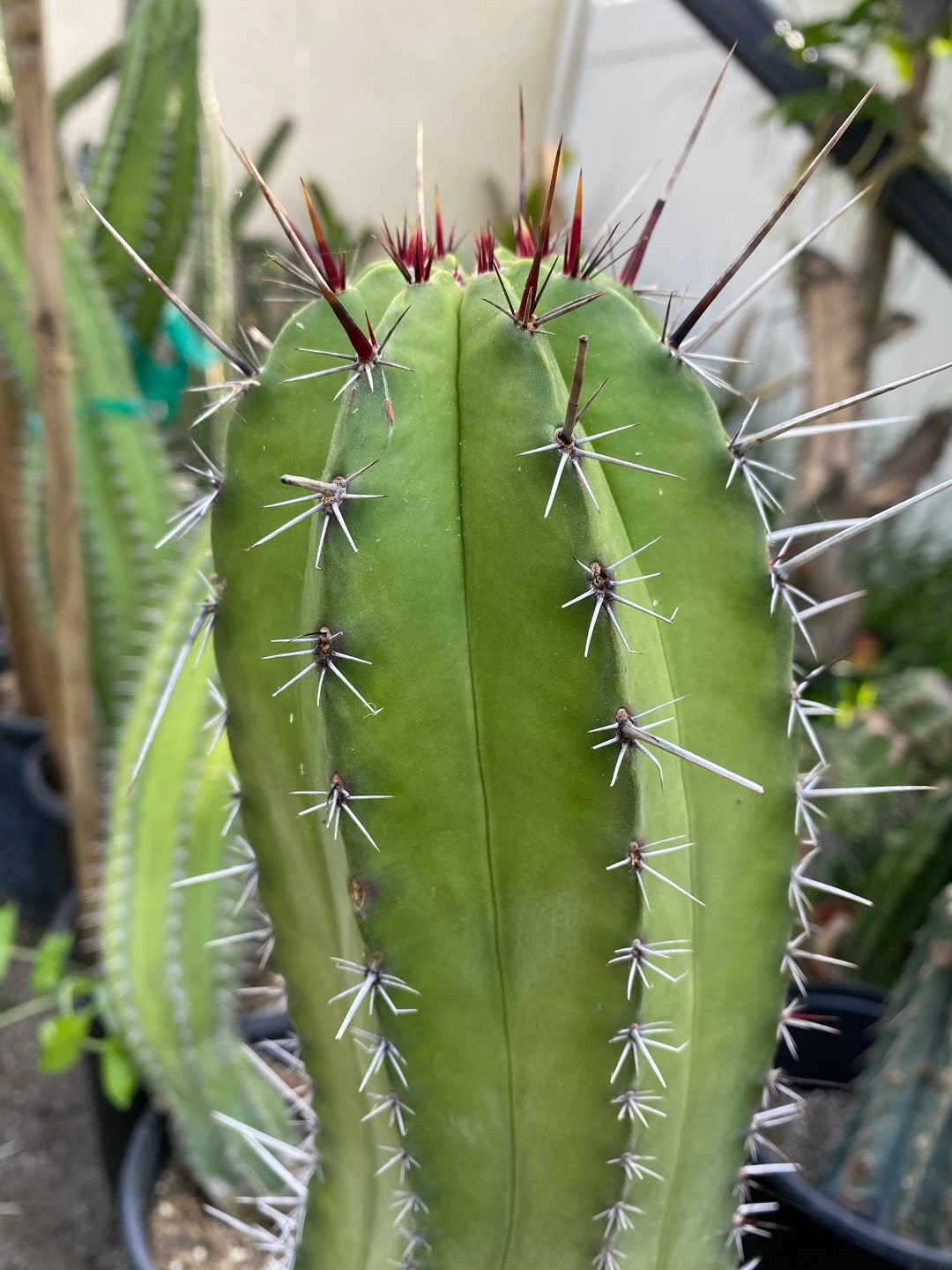 Polaskia Chichipe Cactus Succulent Cutting Cacti 19 Inches - Etsy