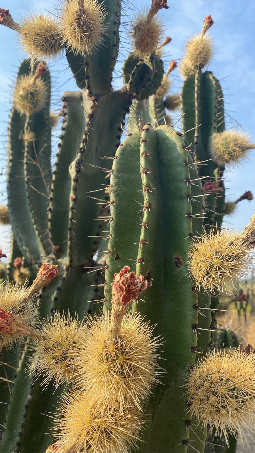 Mexican Pitaya Cactus