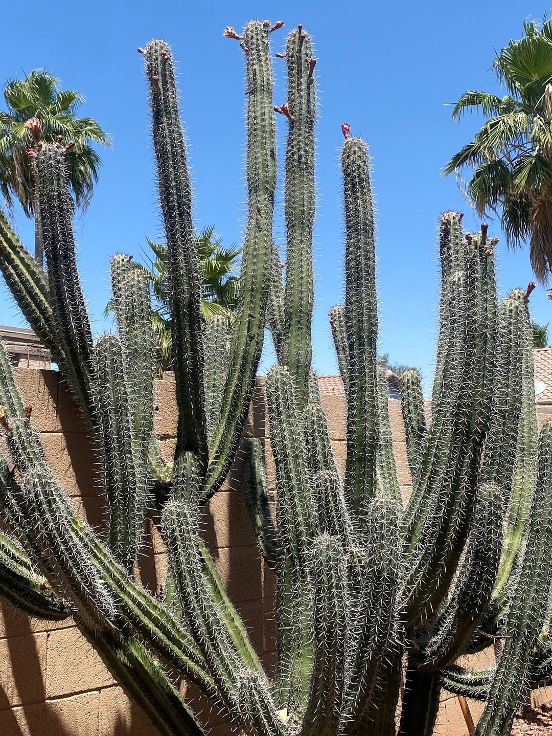 Stenocereus Griseus Pitayo Pitaya Unrooted Cutting 30-36 Inch Midcut ...