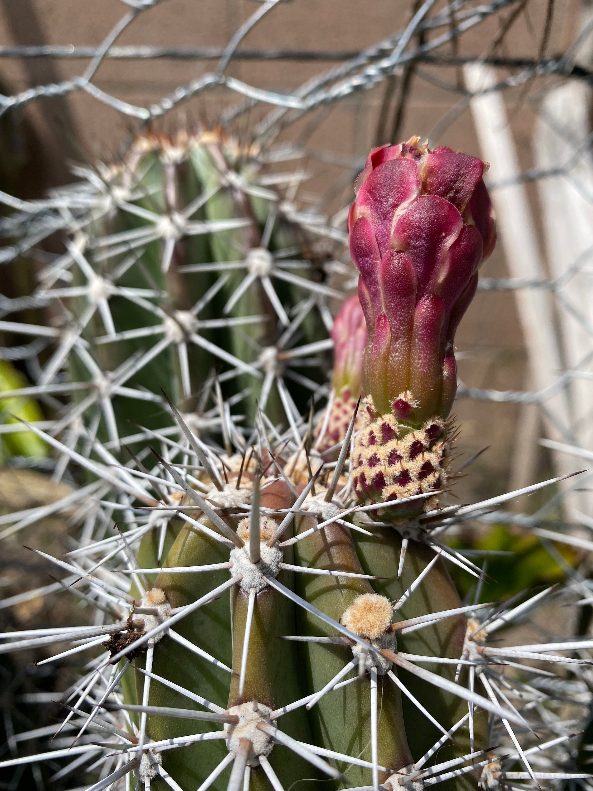 Stenocereus Griseus Pitayo Pitaya Topcut 6-12 Inches Midcut Cactus ...