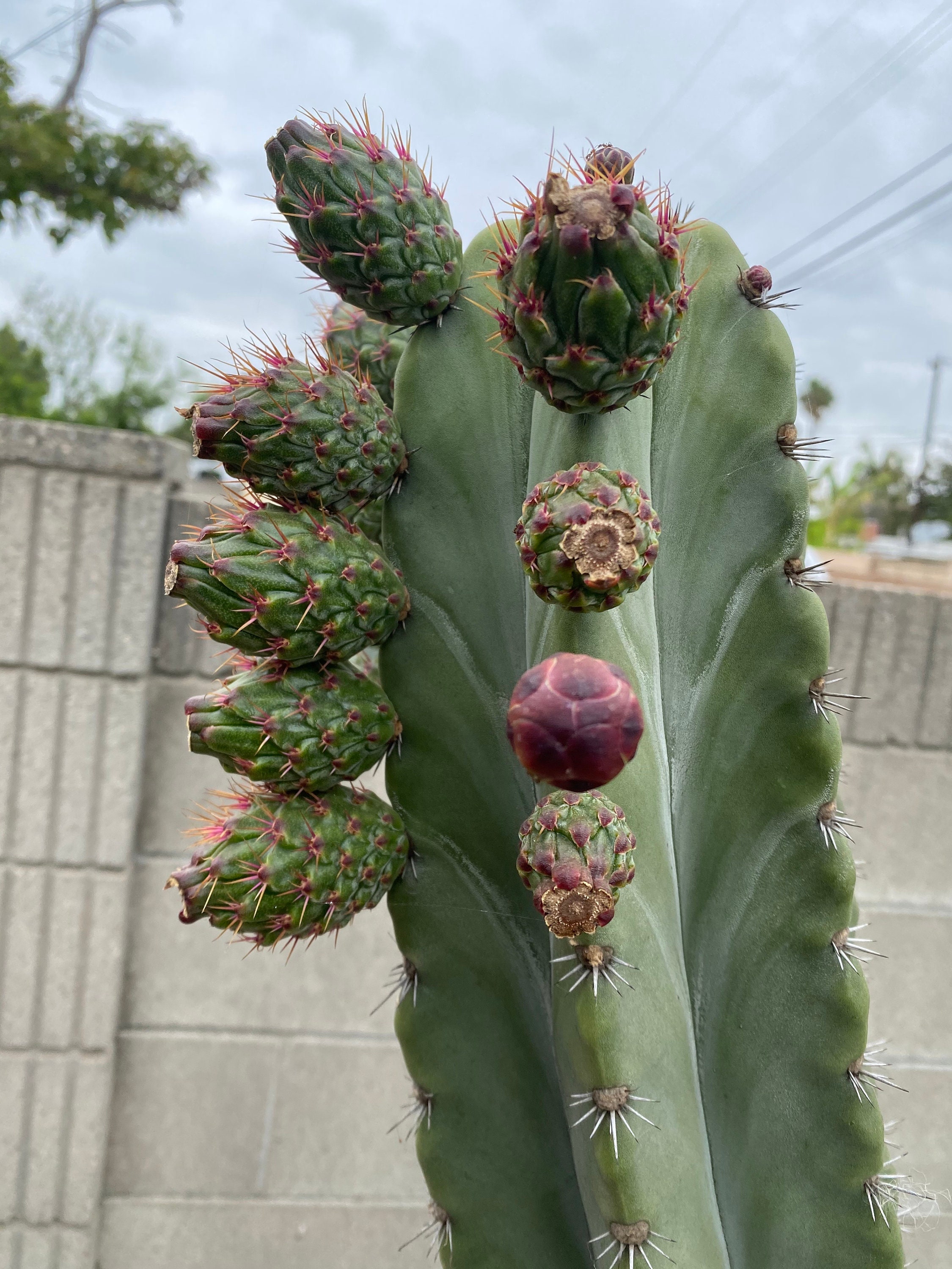 Mexican Pitaya Cactus