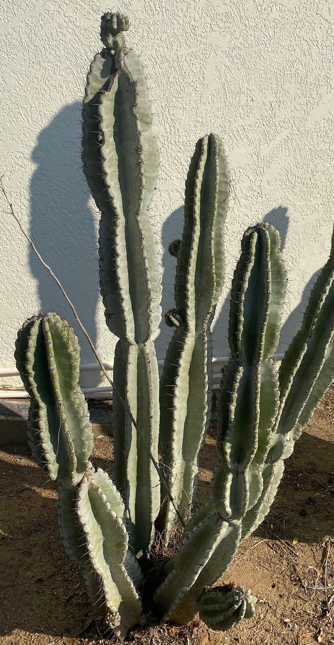 Cereus Collosus Peruvian Apple Cactus Cacti Succulents Cutting 30 ...