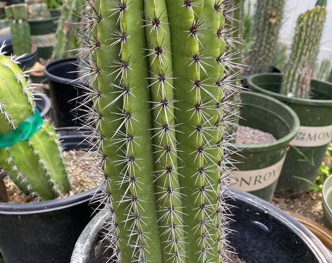 Stenocereus Thurberi Pitayo Pitaya Dulce Rooted 15 Inch Organ Pipe ...
