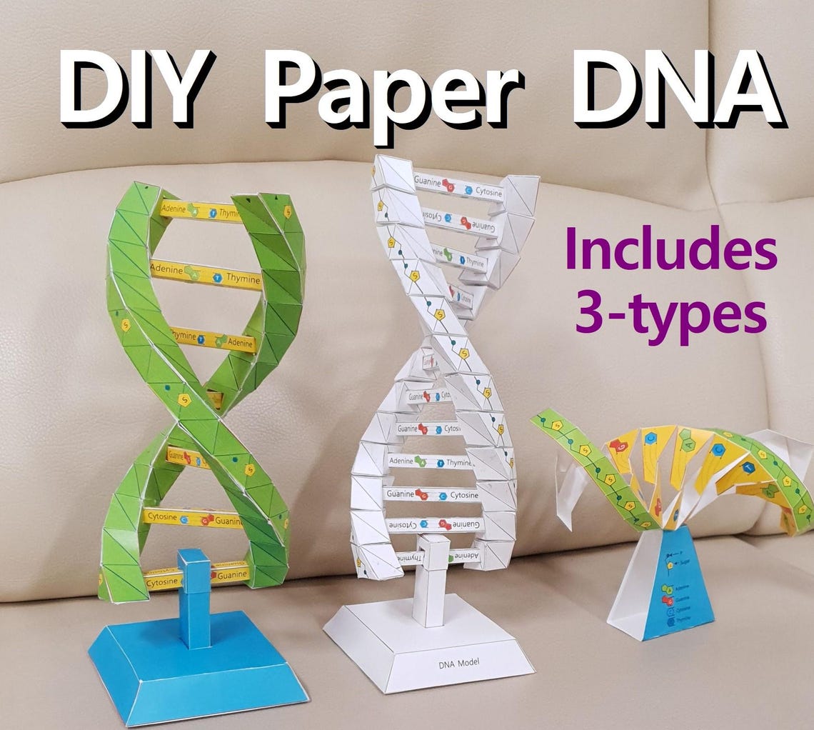 DIY 3D Paper DNA Models, Double Hexlix, Adenine, Guanine, Cytosine ...