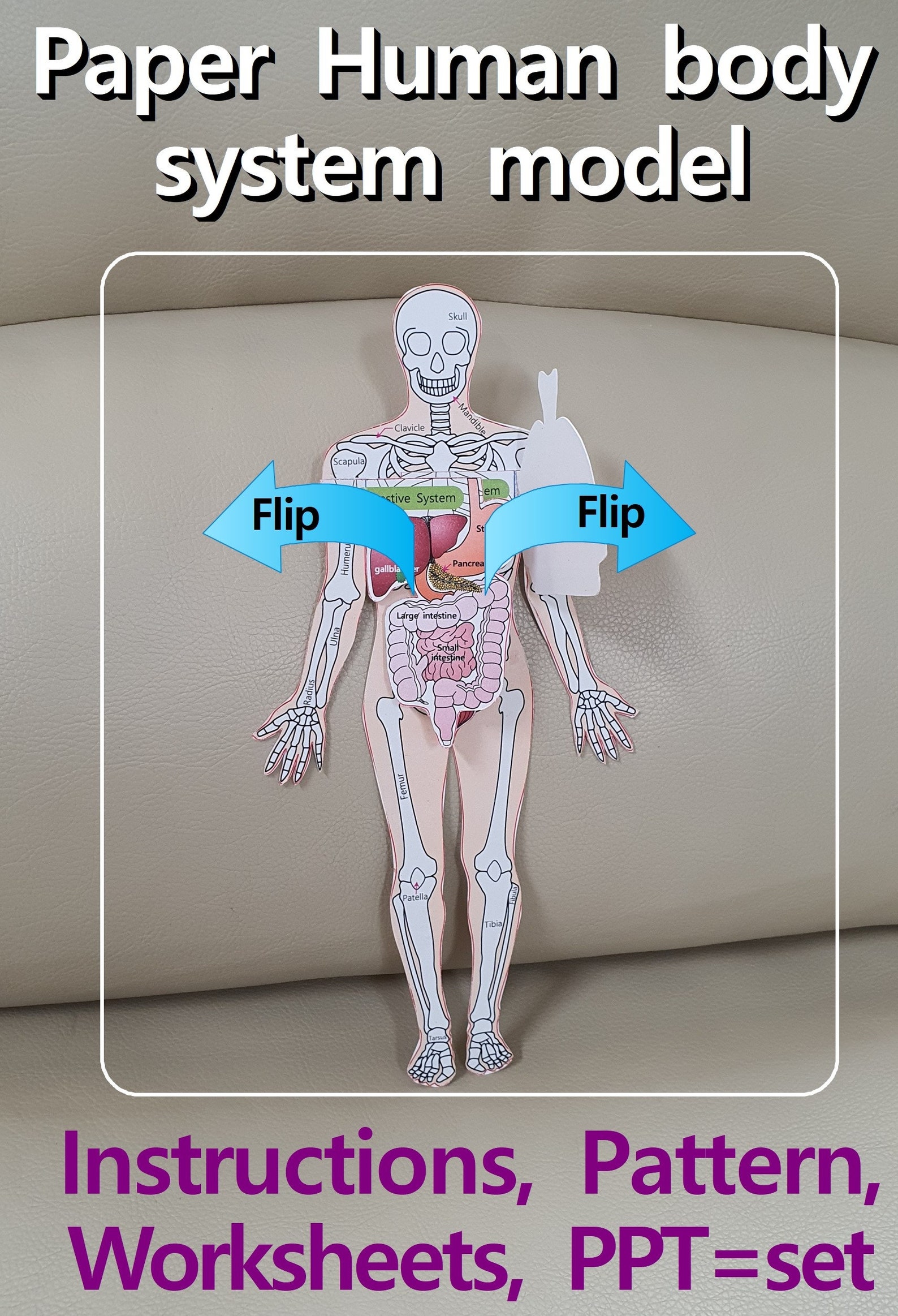DIY Paper Human Body System Model, Biology Science Activity, Anatomy ...