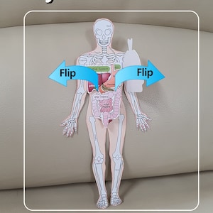 DIY Paper Human Body System Model, Biology Science Activity, Anatomy ...