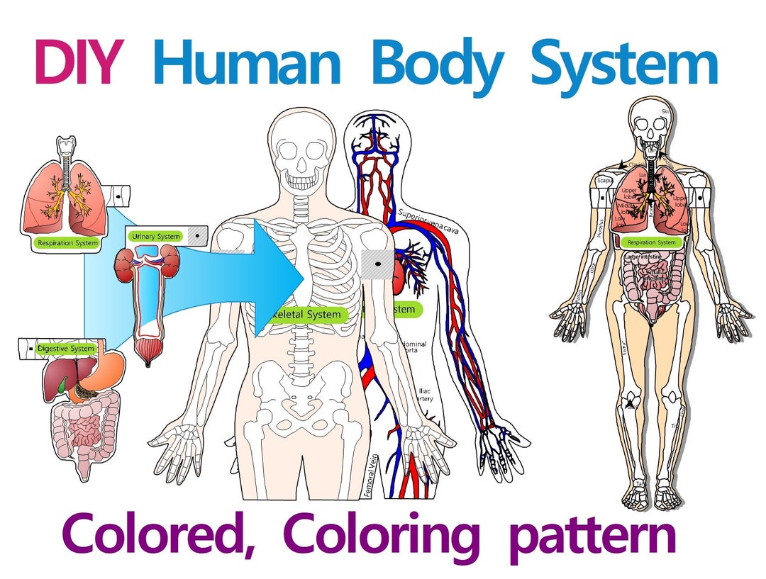DIY Paper Human Body System Model, Biology Science Activity, Anatomy ...