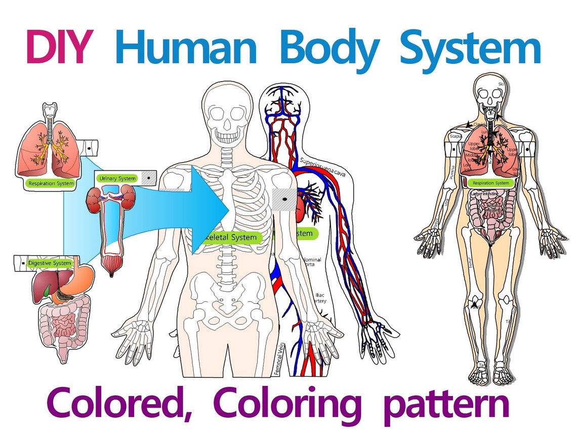 DIY Paper Human Body System Model Biology Science Activity - Etsy