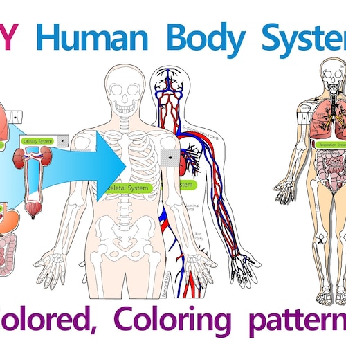 DIY Paper Human Body System Model Biology Science Activity - Etsy
