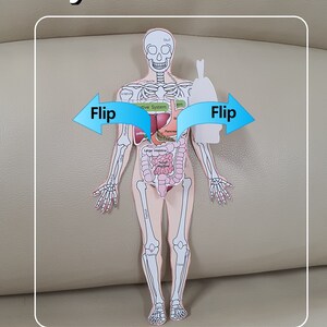 DIY Paper Human Body System Model Biology Science Activity | Etsy
