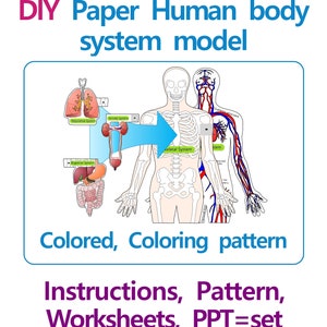 DIY Paper Human Body System Model, Biology Science Activity, Anatomy ...