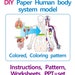 DIY Paper Human Body System Model, Biology Science Activity, Anatomy ...
