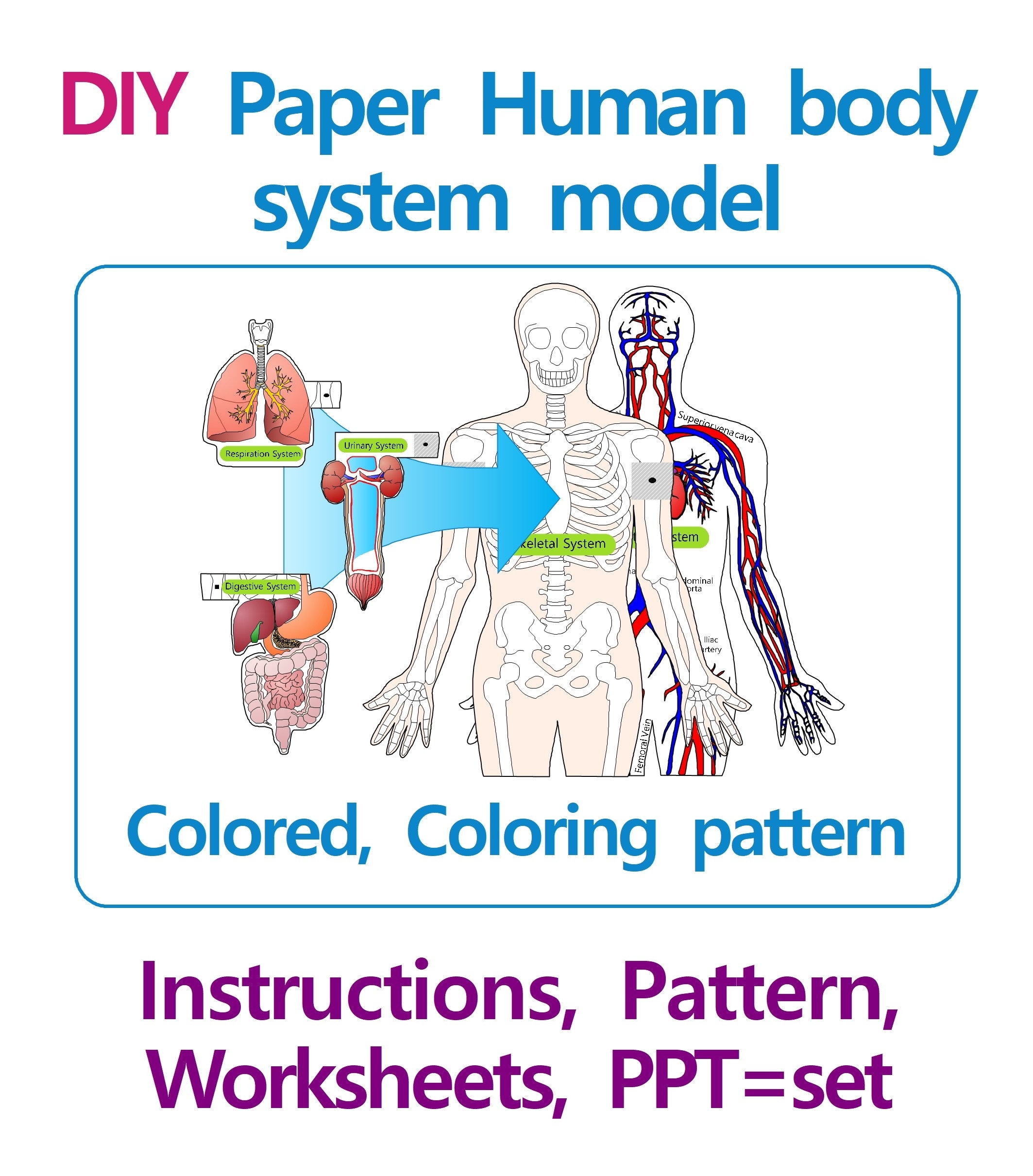 DIY Paper Human Body System Model, Biology Science Activity, Anatomy ...