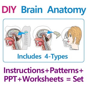 DIY Paper Human Brain Anatomy Model,biology Science Activity, Lobe ...