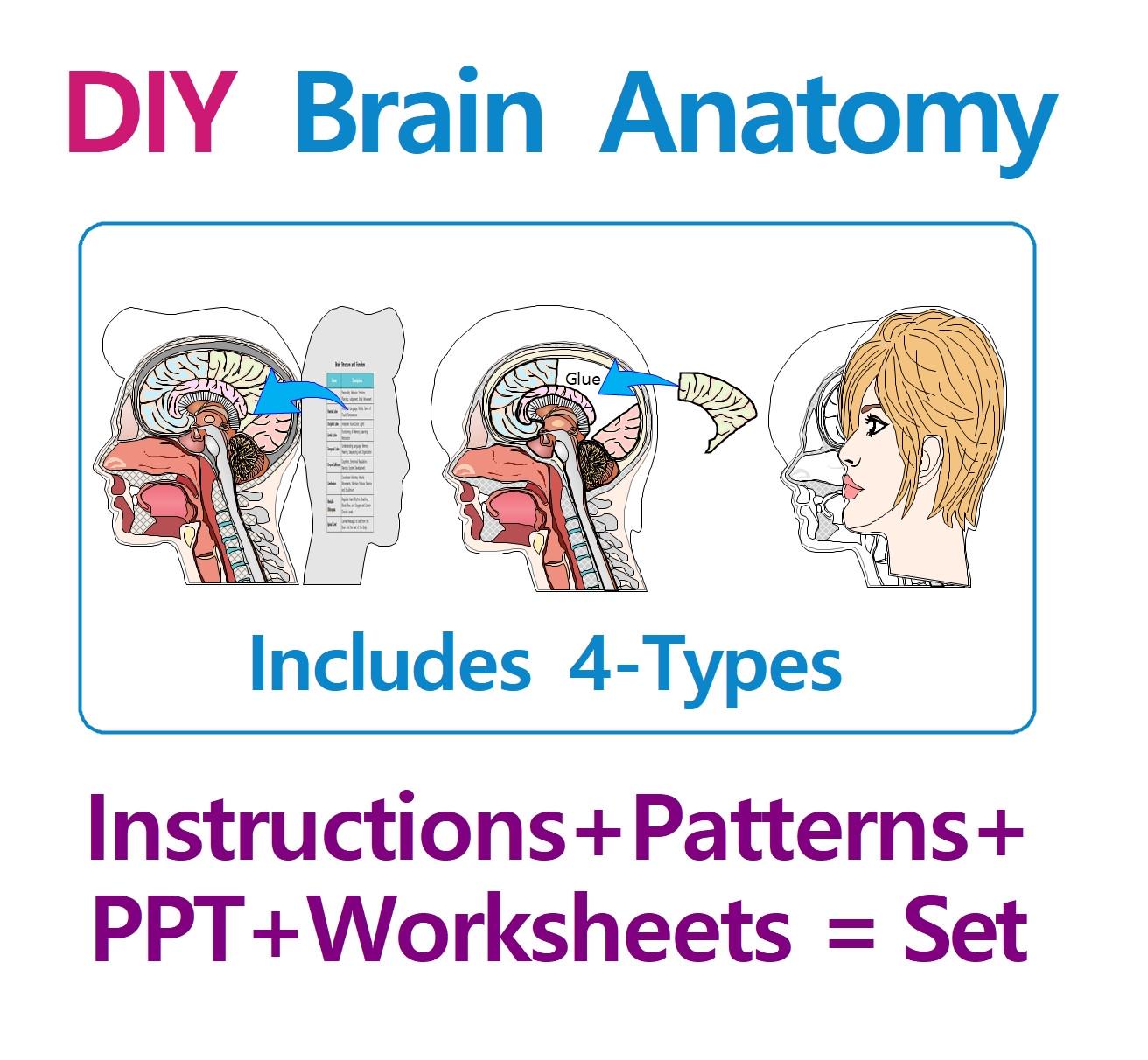 DIY Paper Human Brain Anatomy Model,biology Science Activity, Lobe ...