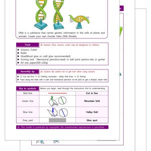 DIY 3D Paper DNA Models, Double Hexlix, Adenine, Guanine, Cytosine ...