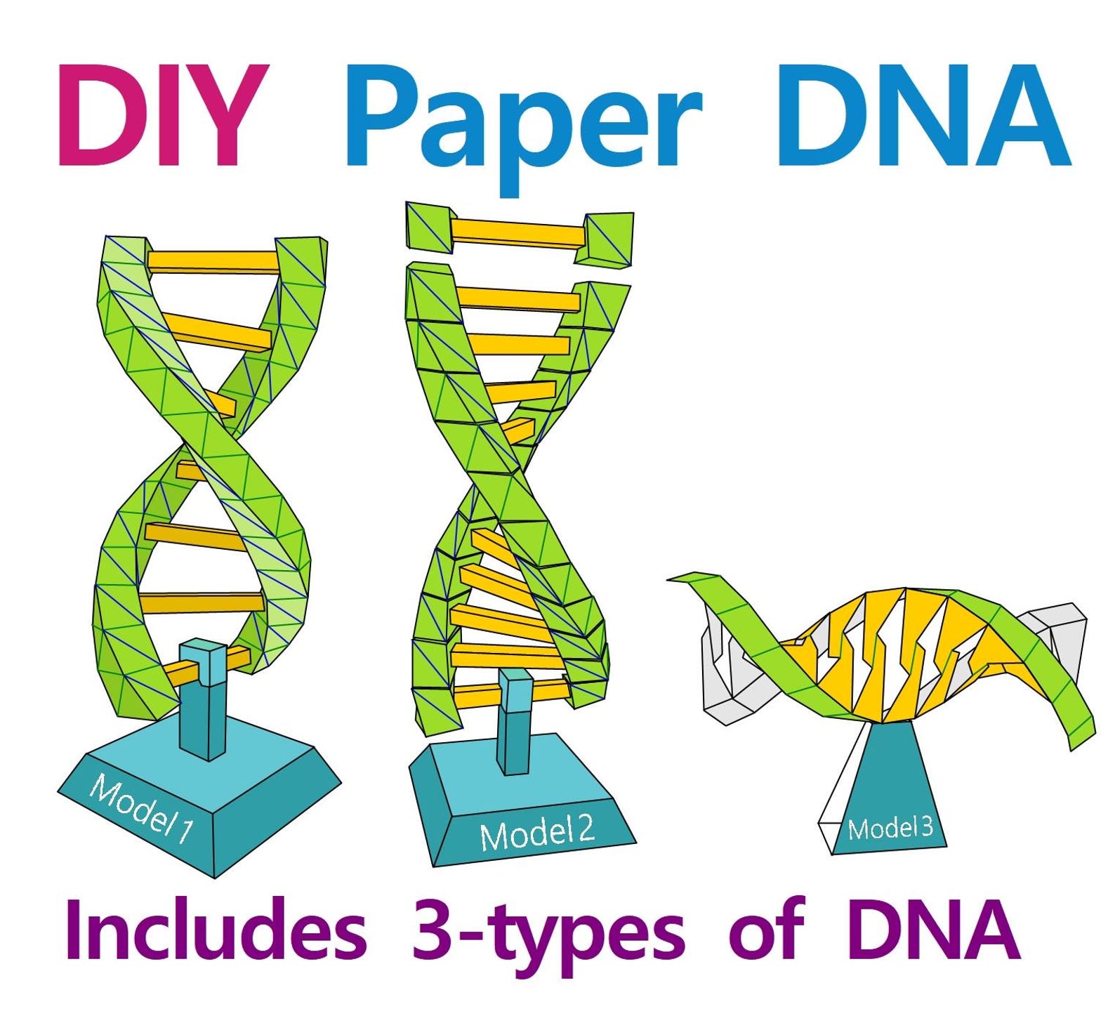 DIY 3D Paper DNA Models, Double Hexlix, Adenine, Guanine, Cytosine ...