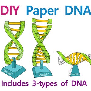 DIY 3D Paper DNA Models, Double Hexlix, Adenine, Guanine, Cytosine ...