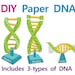 DIY 3D Paper DNA Models, Double Hexlix, Adenine, Guanine, Cytosine ...