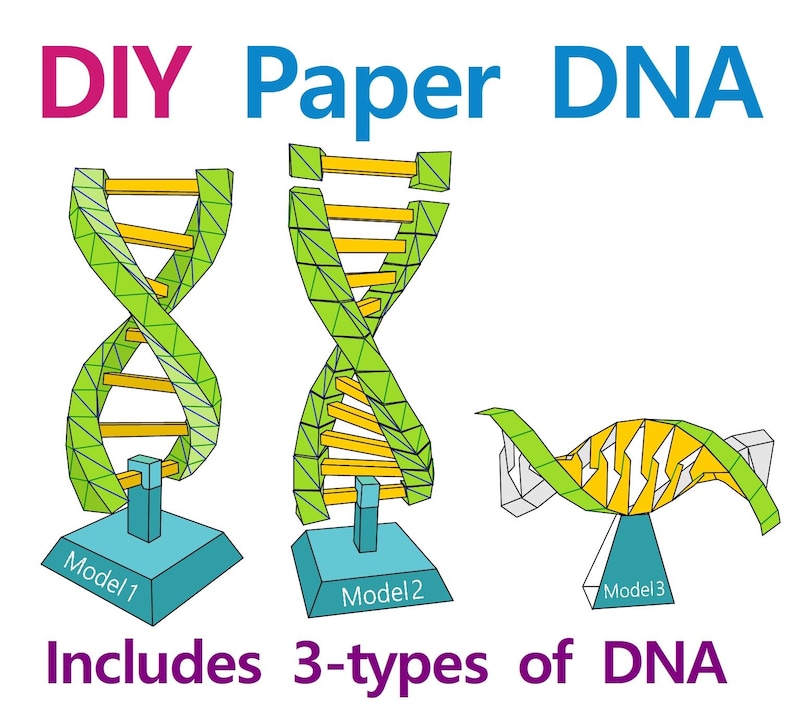 DIY 3D Paper DNA Models, Double Hexlix, Adenine, Guanine, Cytosine ...