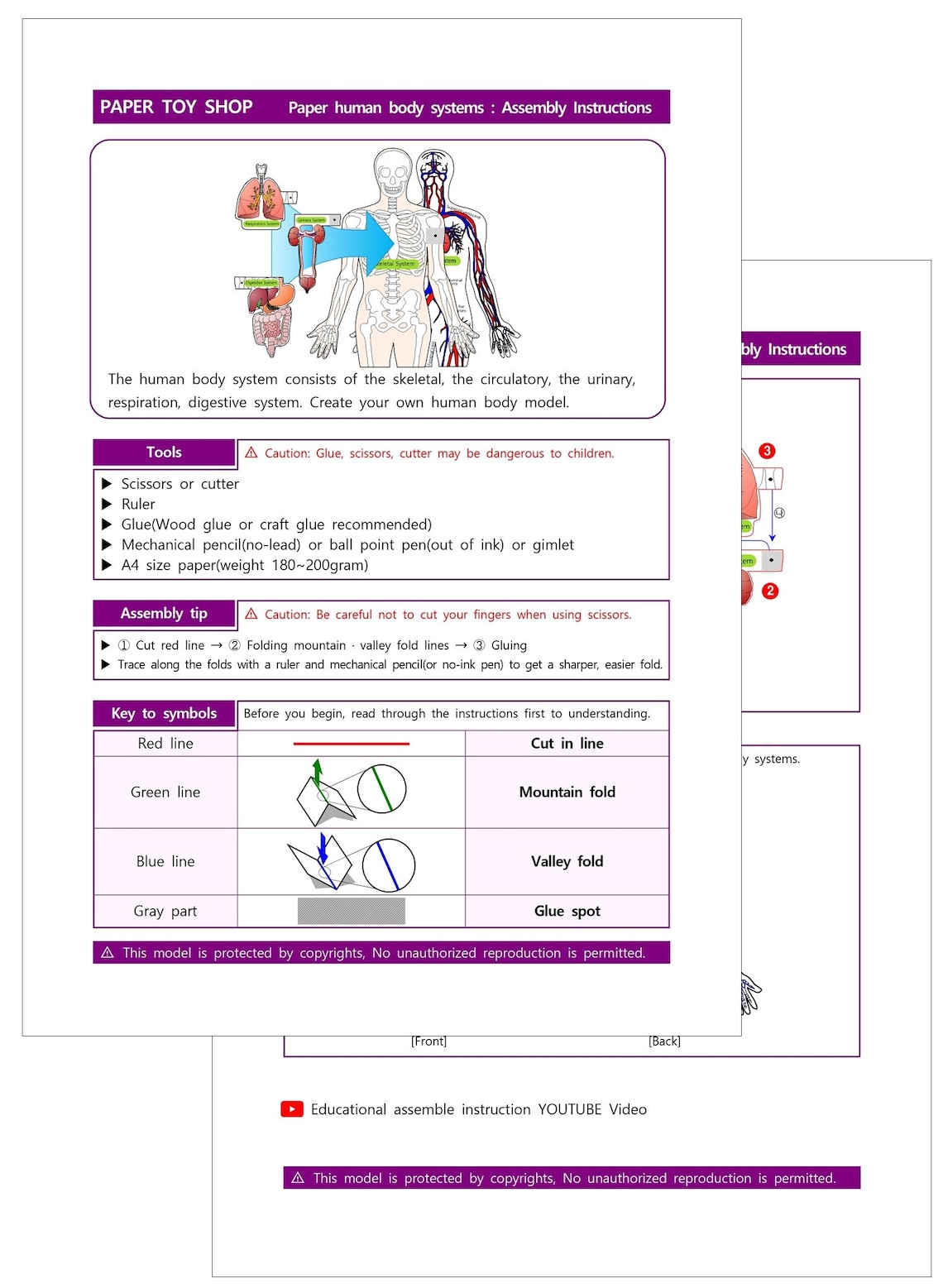 DIY Paper Human Body System Model, Biology Science Activity, Anatomy ...