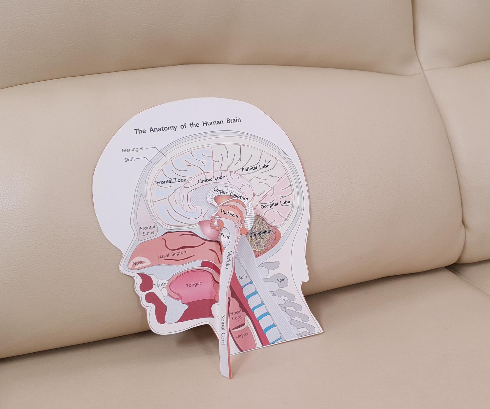 DIY Paper Human Brain Anatomy Model,biology Science Activity, Lobe ...