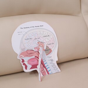 DIY Paper Human Brain Anatomy Model,biology Science Activity, Lobe ...