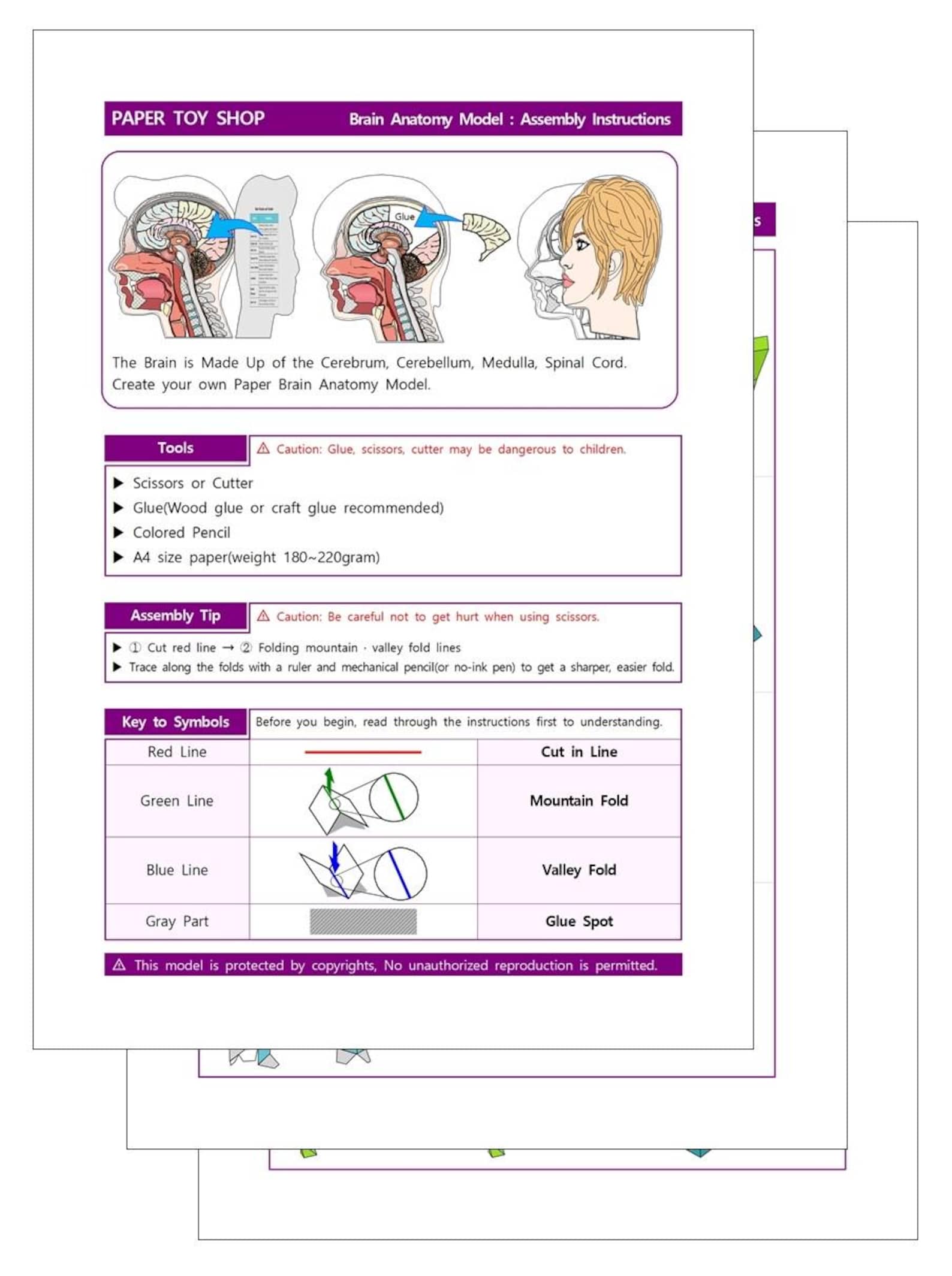 DIY Paper Human Brain Anatomy Model,biology Science Activity, Lobe ...