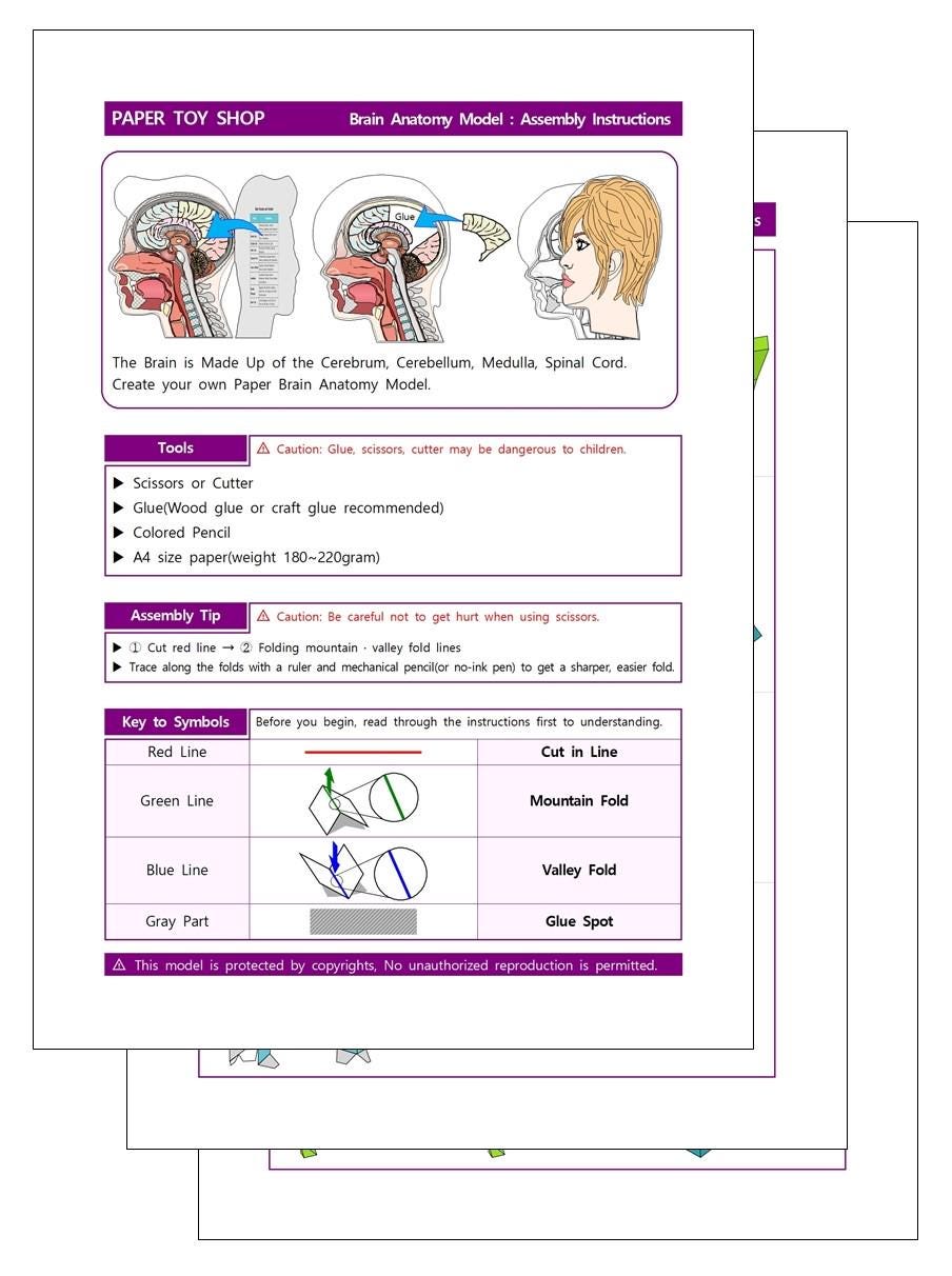 DIY Paper Human Brain Anatomy Model,biology Science Activity, Lobe ...