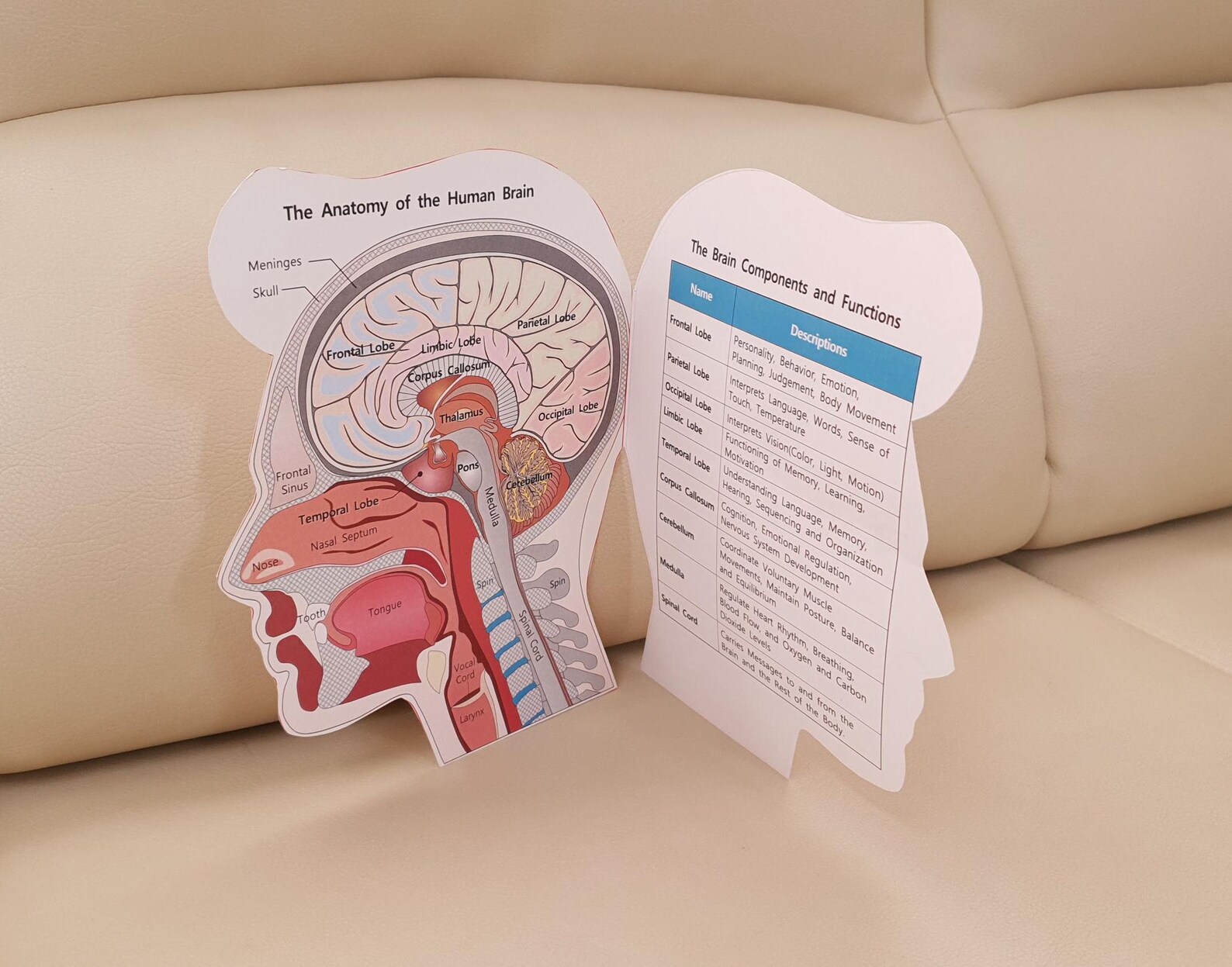 DIY Paper Human Brain Anatomy Model,biology Science Activity, Lobe ...