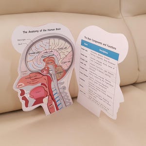 DIY Paper Human Brain Anatomy Model,biology Science Activity, Lobe ...